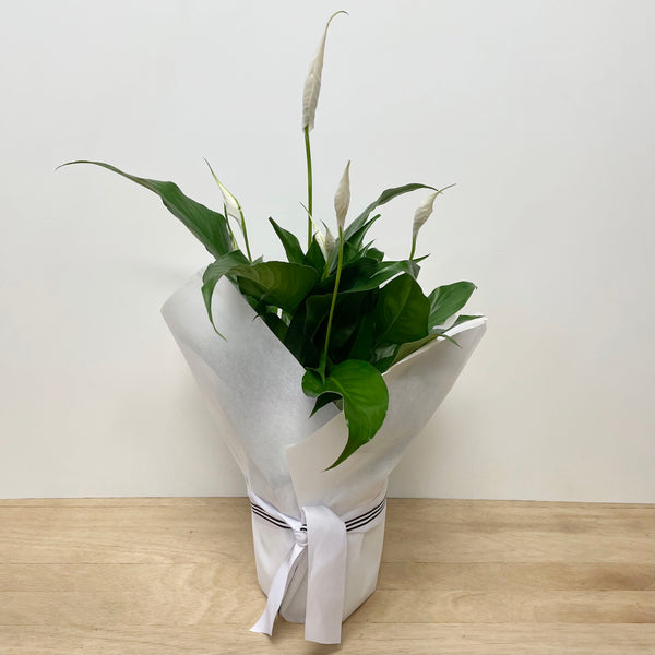 Peace Lily Indoor Plant - Wrapped